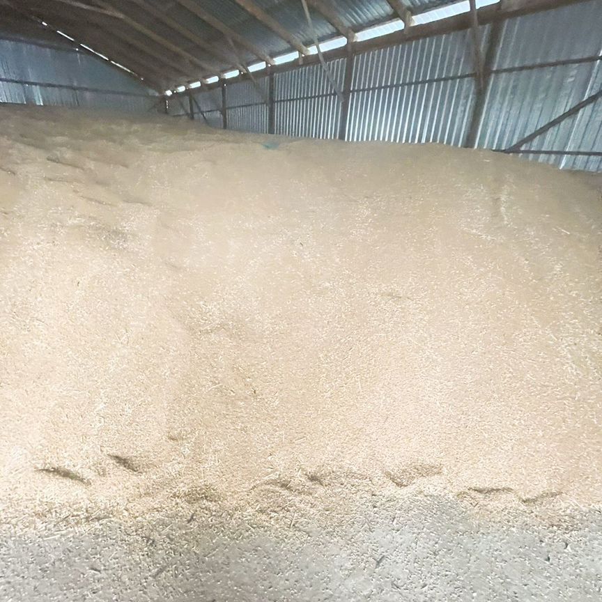 Зерно пшеница