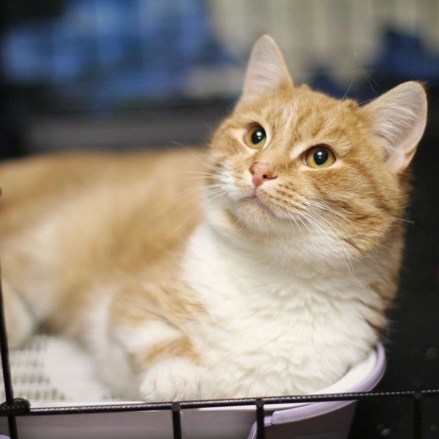 Жан и Жак. 2 братика-акробатика