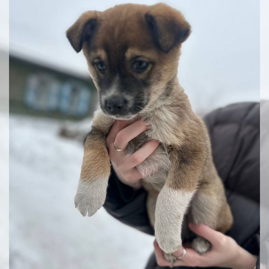 Щенок в добрые руки