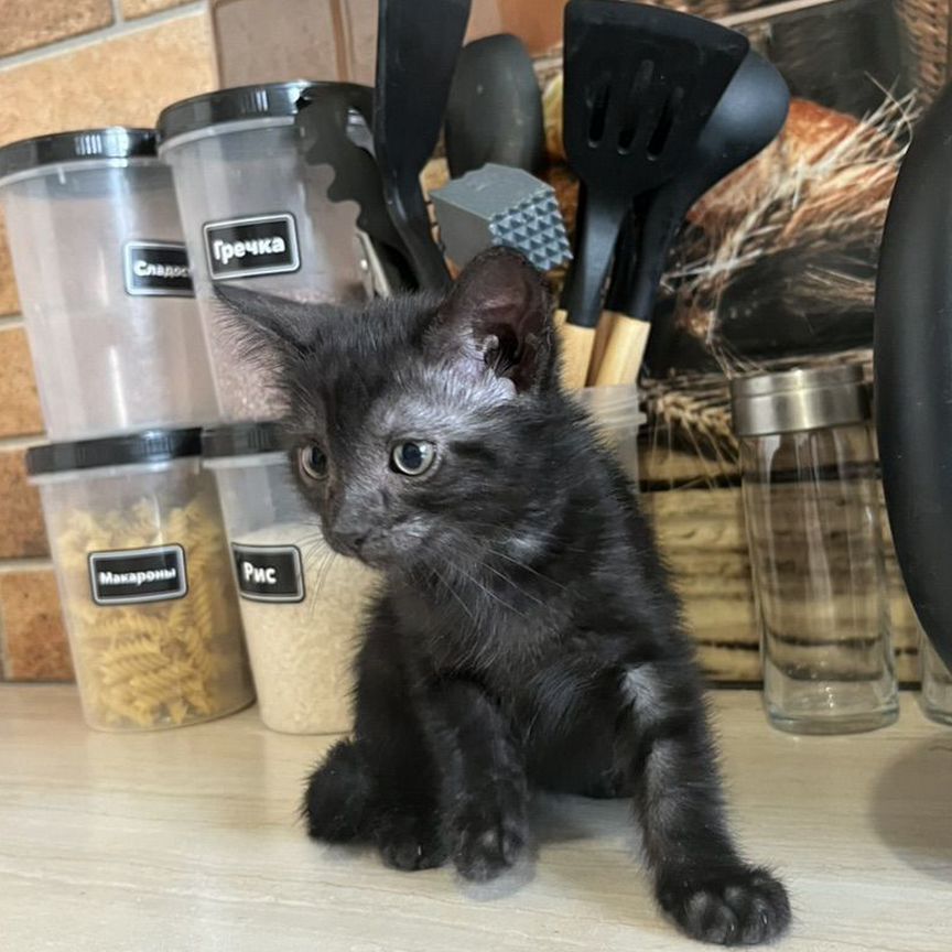 Котёнок в добрые руки