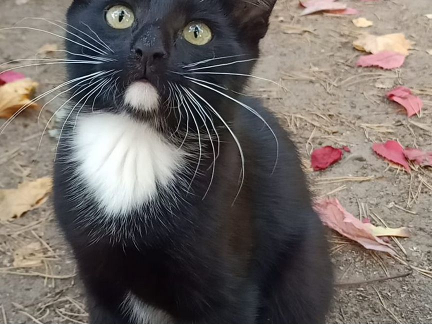Котёнок в добрые руки