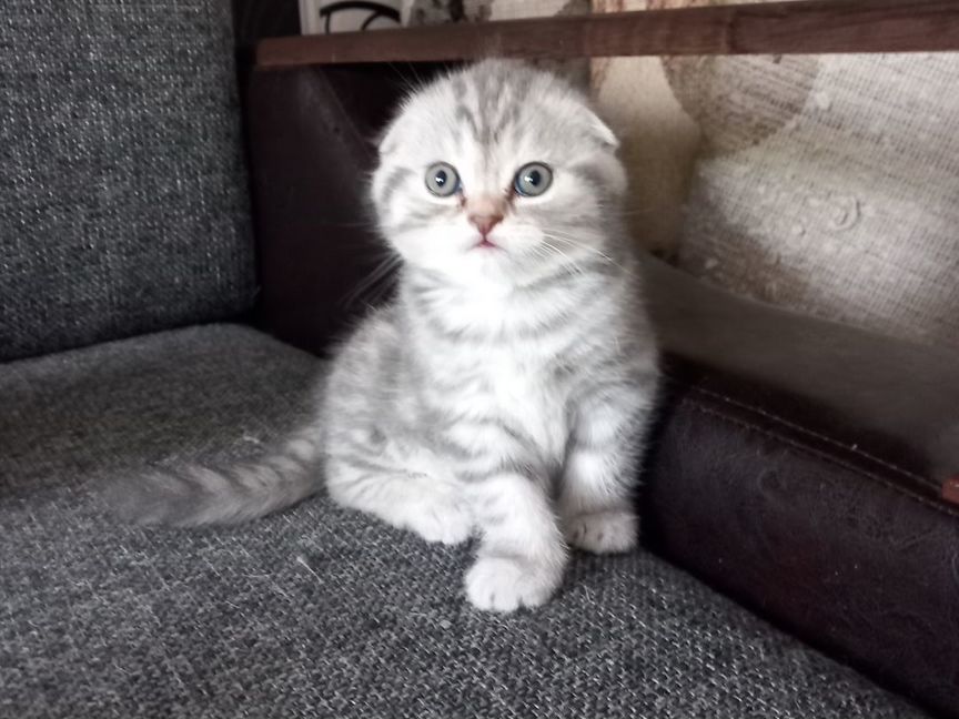 Шотландский котик