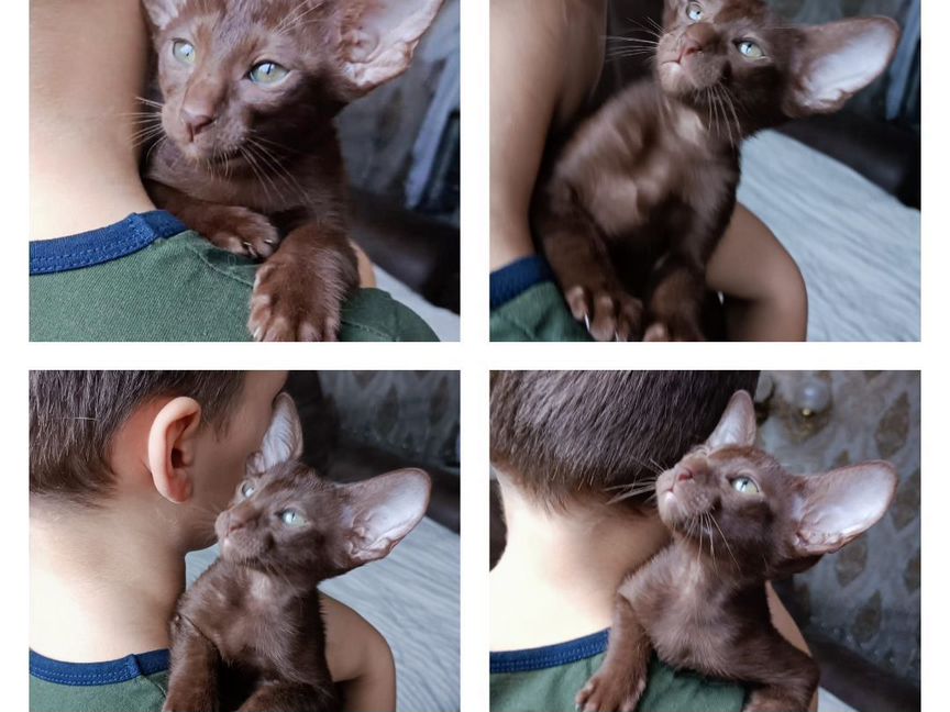 Шоколад гавана оригинальный мальчик