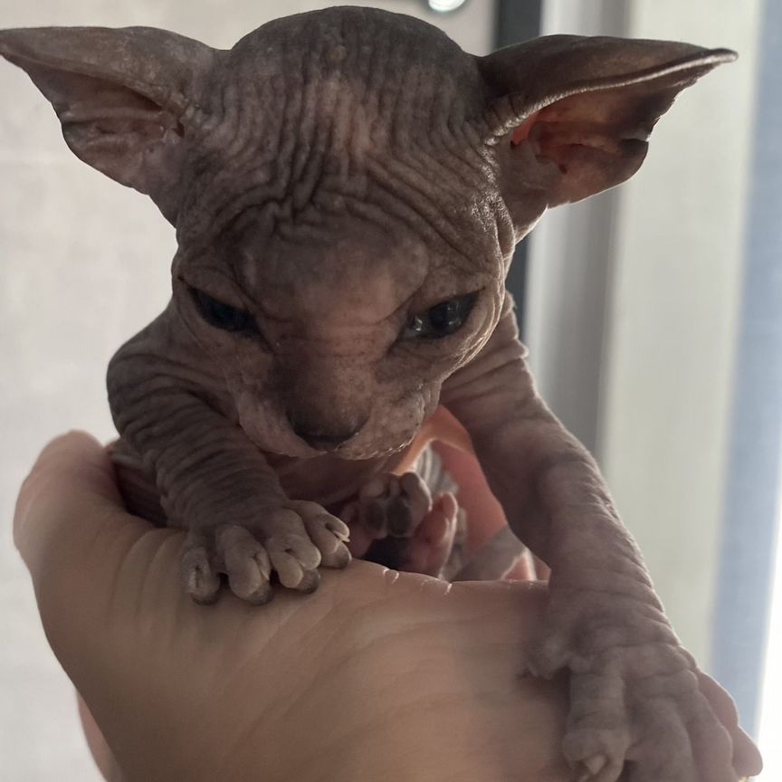 Канадский сфинкс котёнок