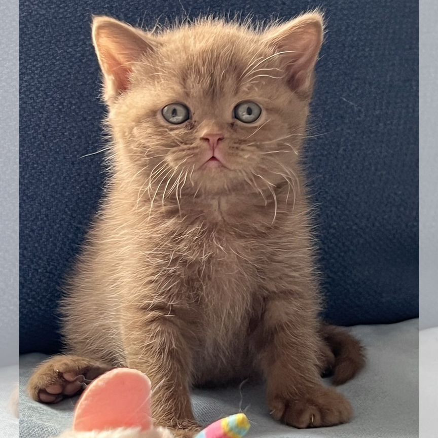 Британский короткошёрстный котёнок