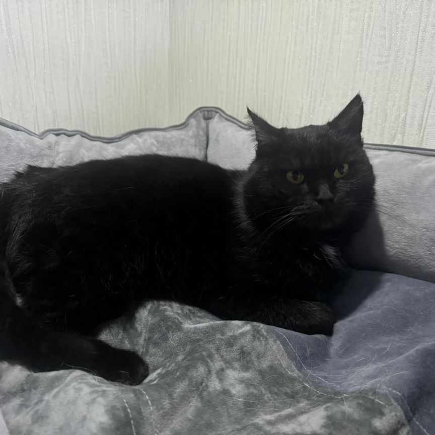 Кот