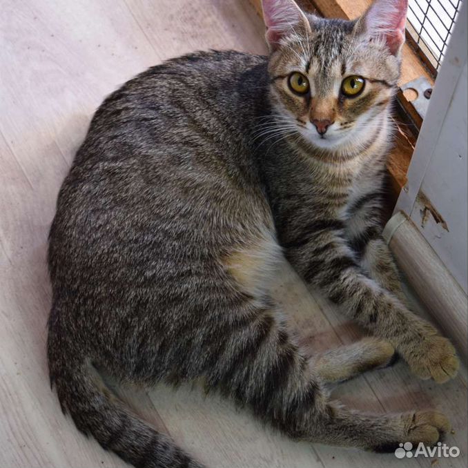 Кошка молодая котёнок красивая спокойная добрая