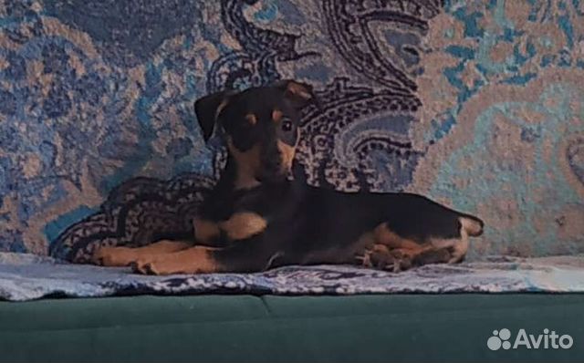 Маленькая собака Той-терьер