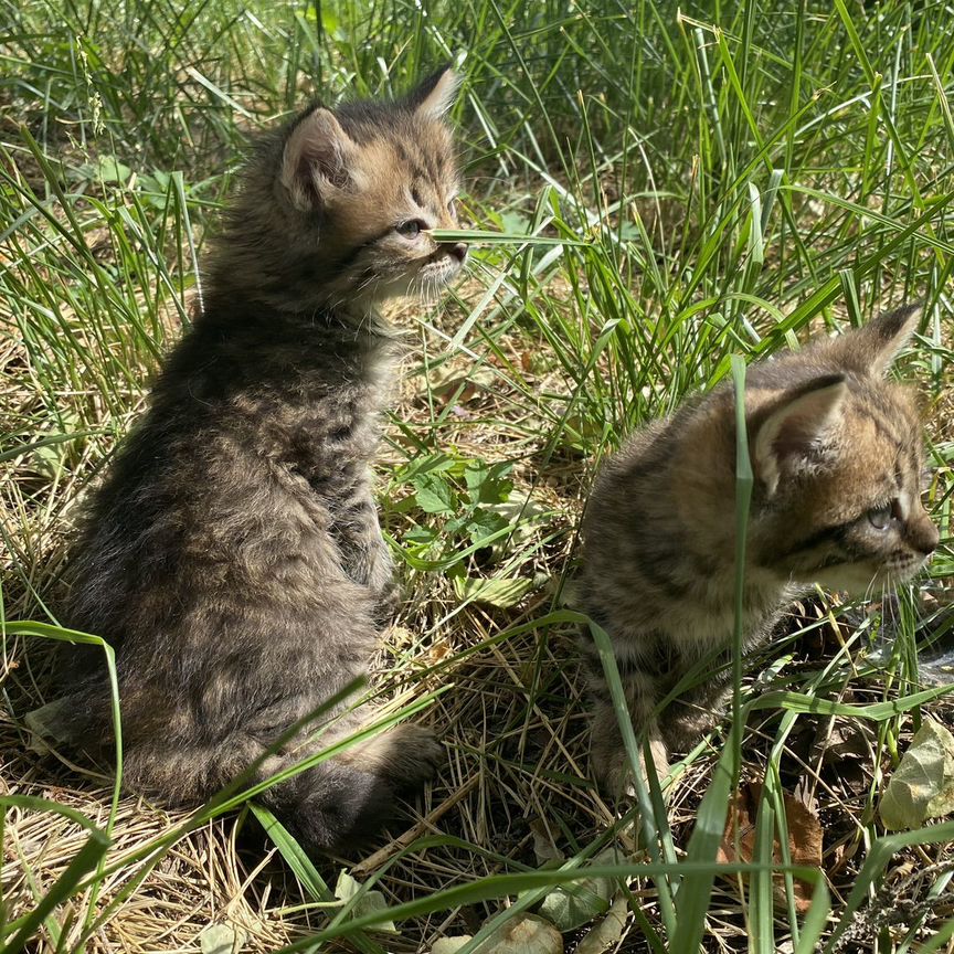 Котята в хорошие руки