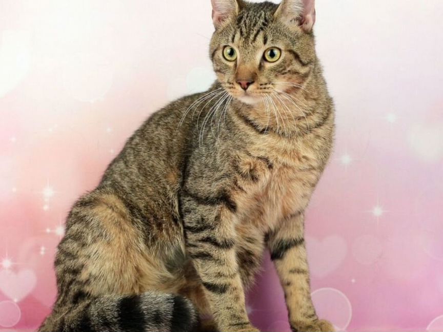 Ласковый котик в поиске дома