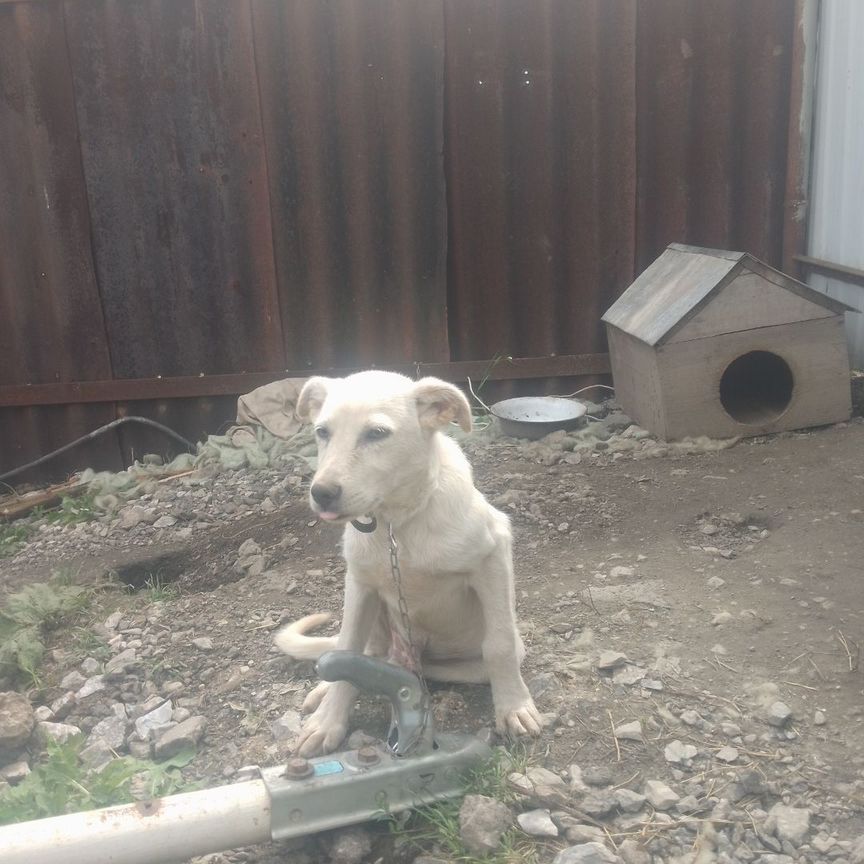 Отдам в добрые руки