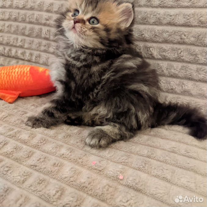 Шотландский котик, скоттиш страйт
