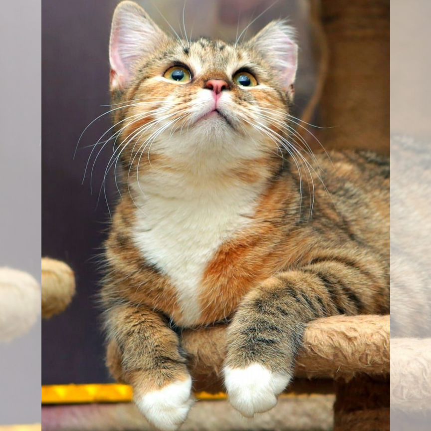 Кошка