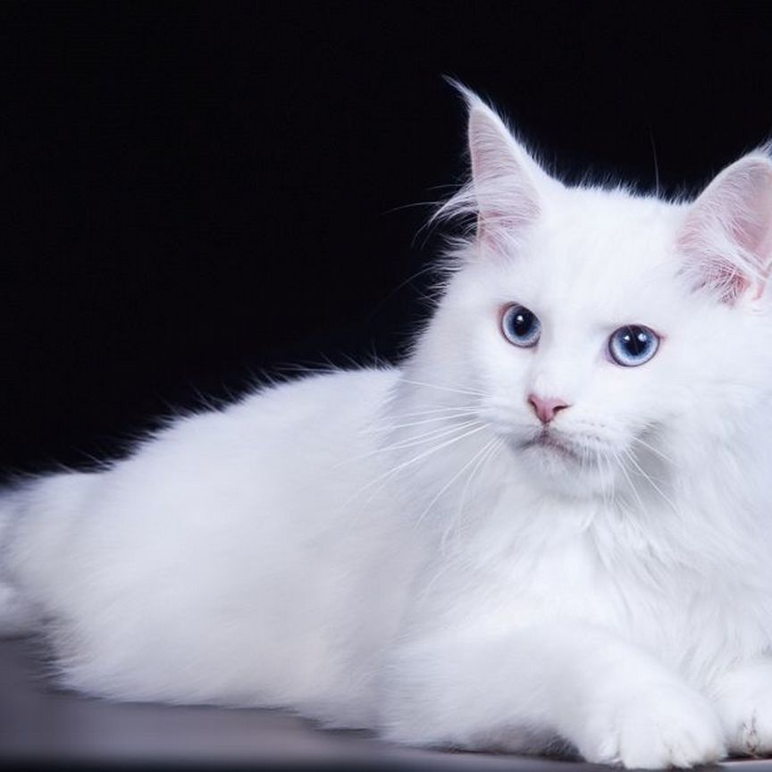 Кошка мейн кун 10 месяцев