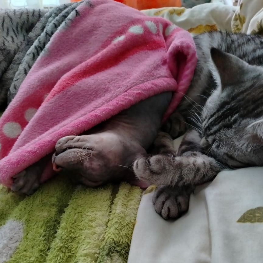 Кот в дар