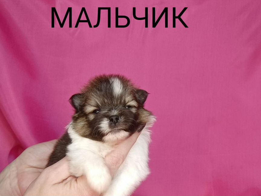 Померанский шпиц