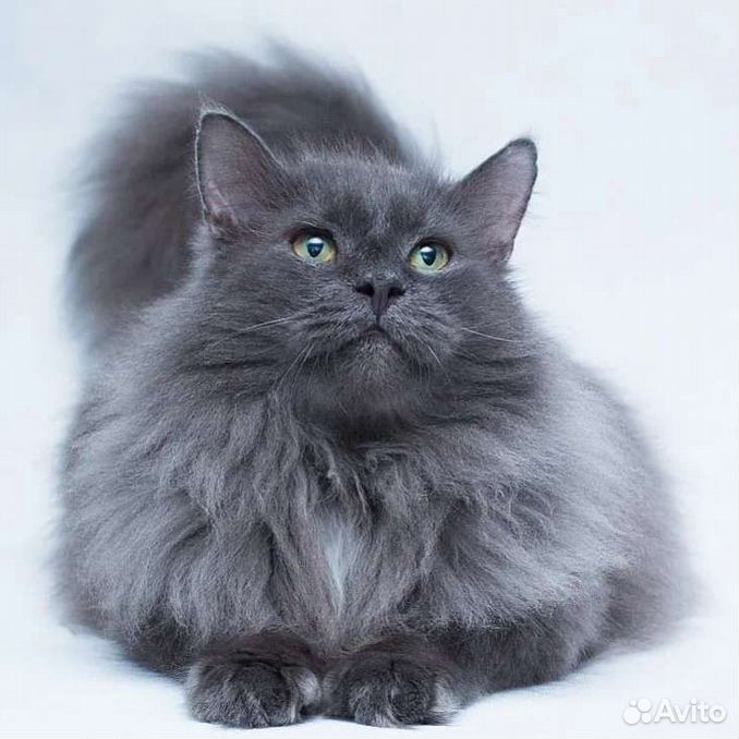Пушистый котик Мишка в добрые руки