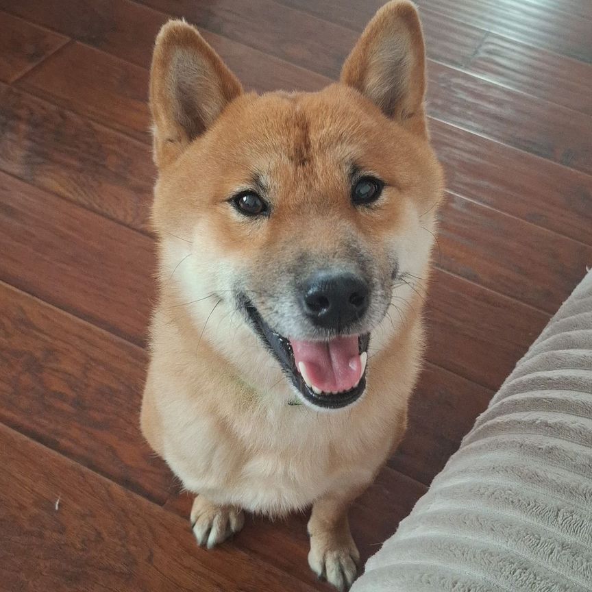 Сиба-ину, вязка