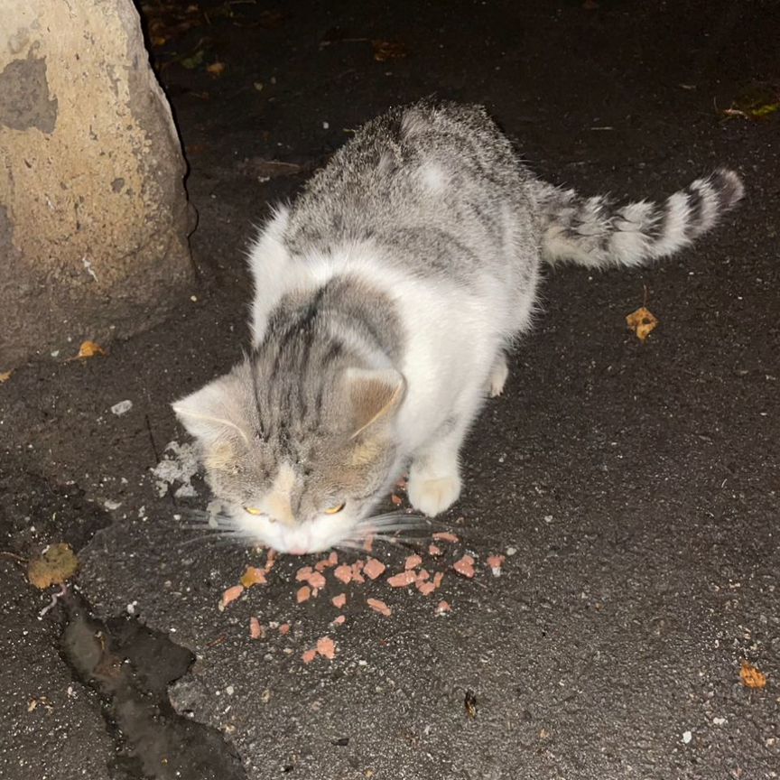 Замерзает кот