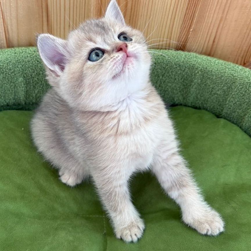 Шотландский прямоухий короткошёрстный котёнок