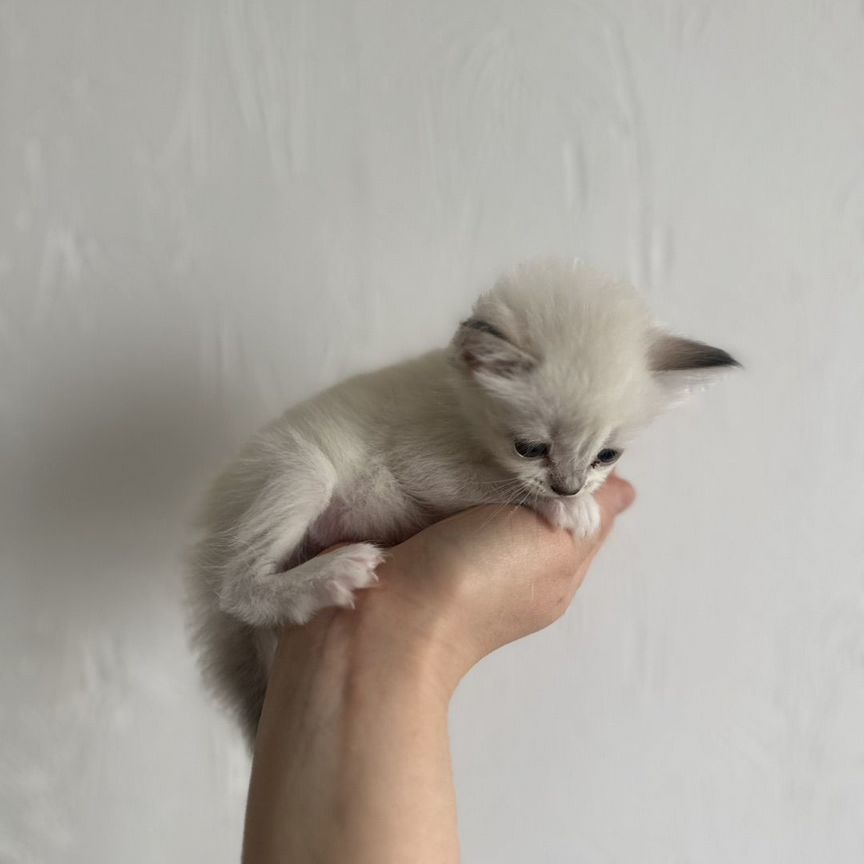 Котята сиамские