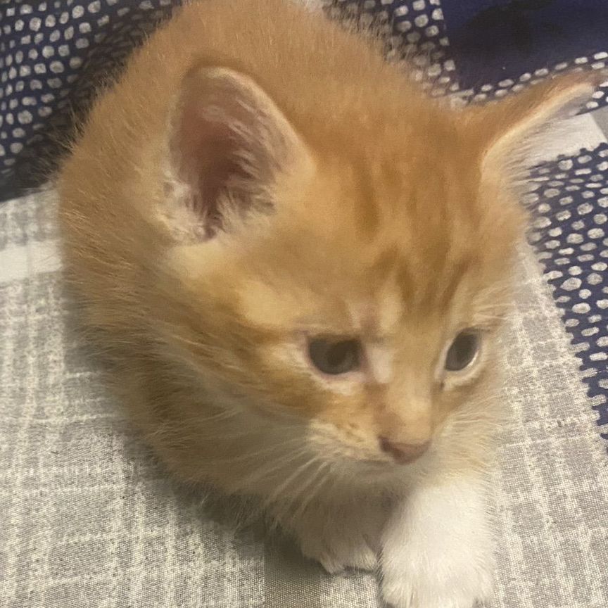 Мейн-кун котёнок