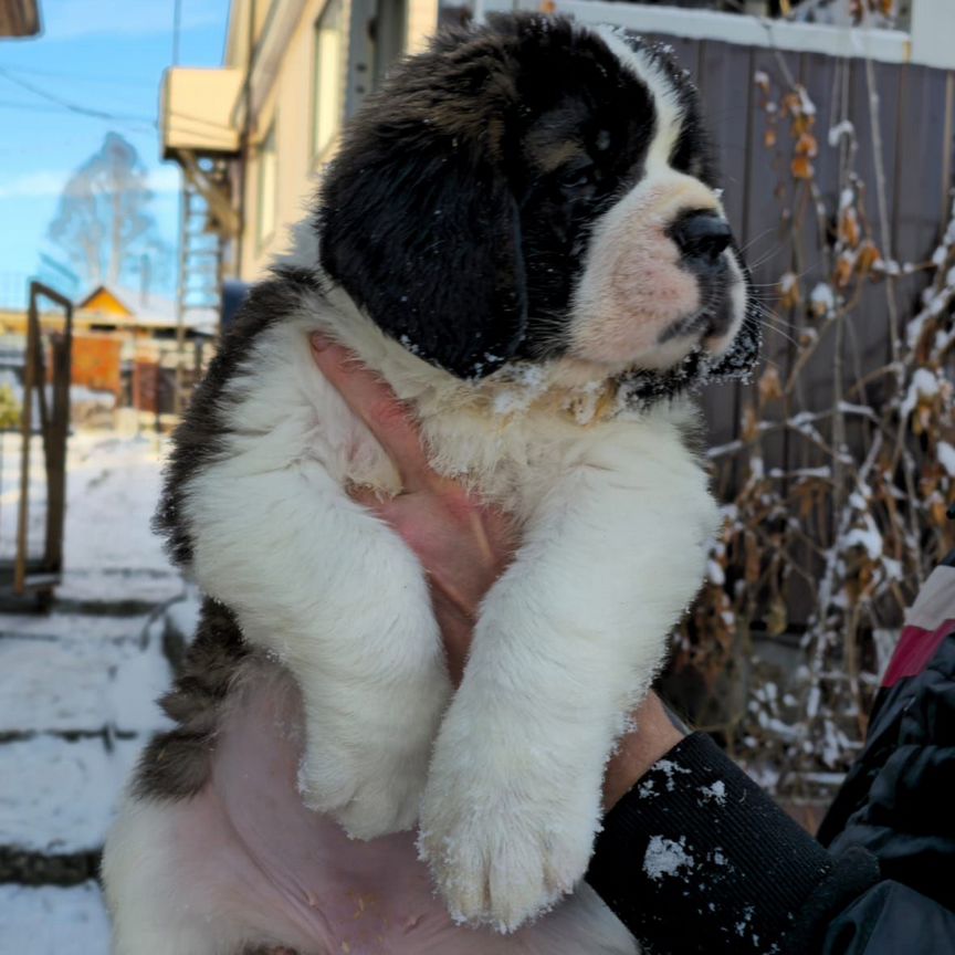 Сенбернар, щенок