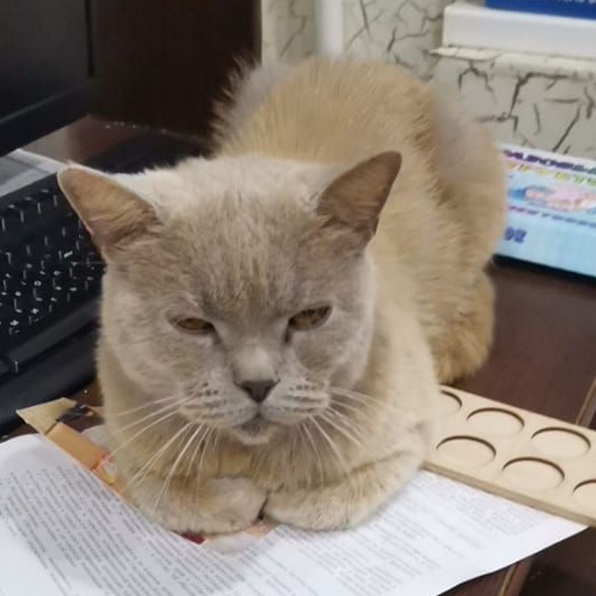 Взрослый кот в добрые руки