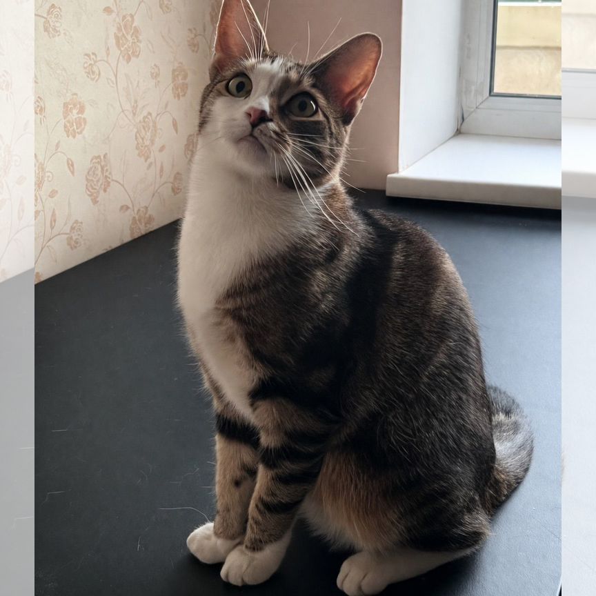 Взрослый кот в добрые руки