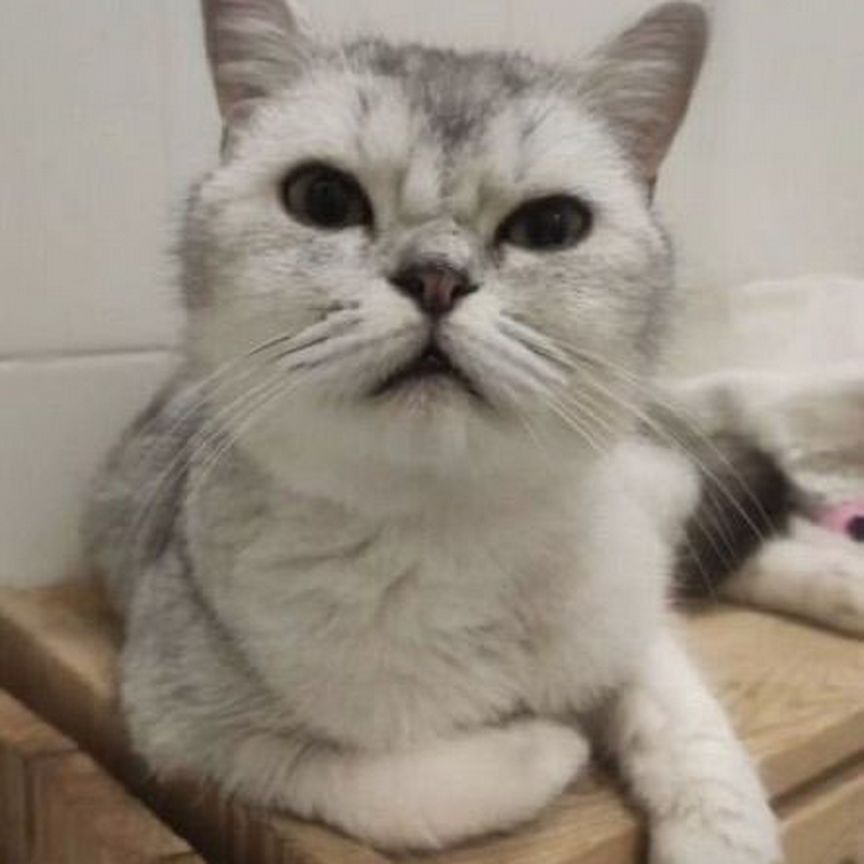 Шотландская кошка ищет дом