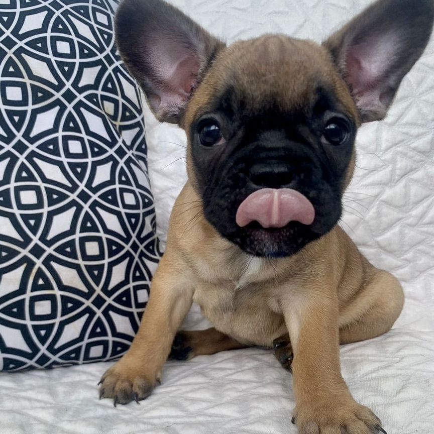 Французский бульдог щенки