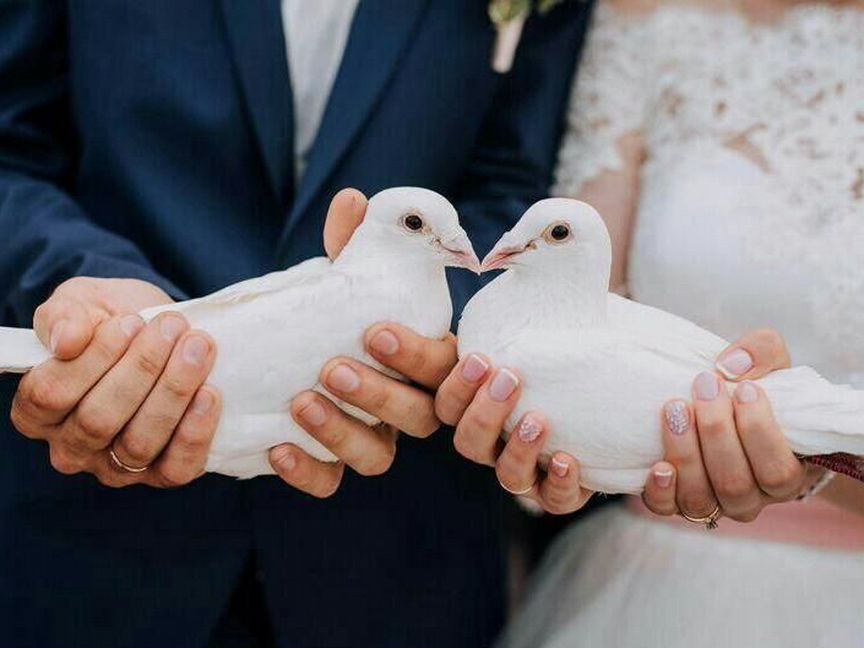 Голуби белые на свадьбу