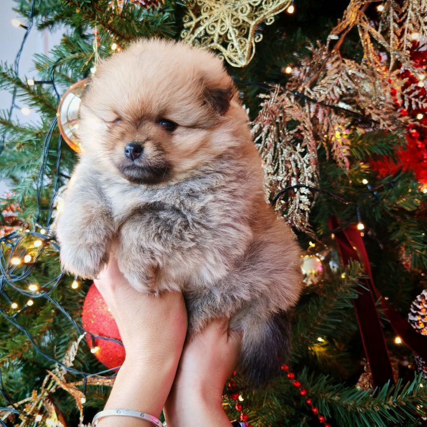 Померанский шпиц мишка девочка