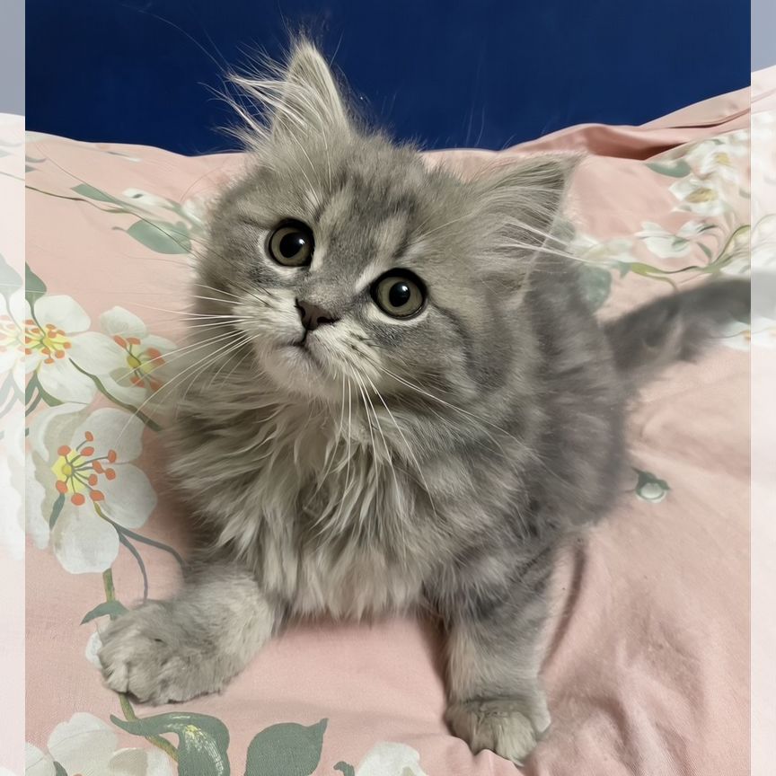 Шотландский вислоухий длинношёрстный котёнок