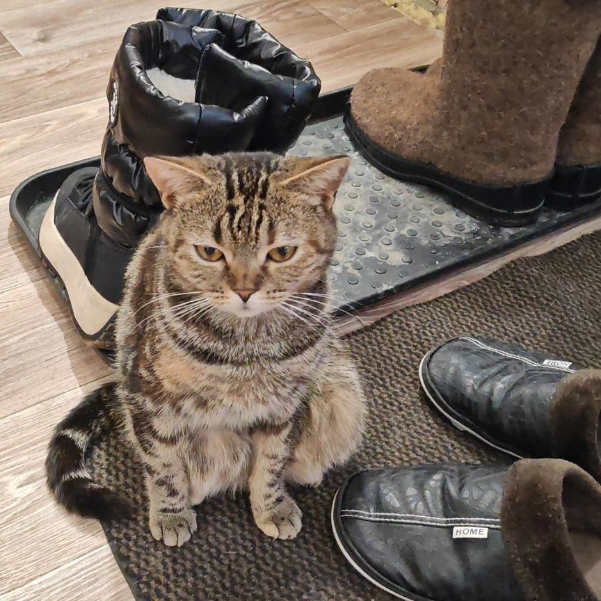 Взрослая, кошка в добрые руки