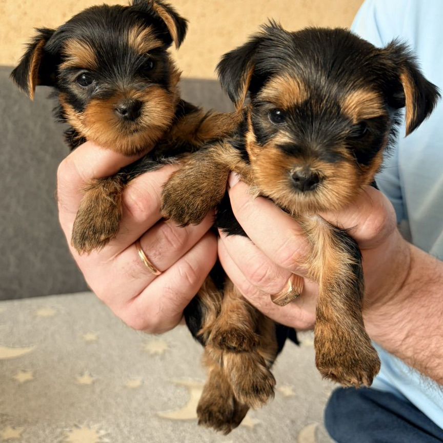 Йоркширский терьер, щенок