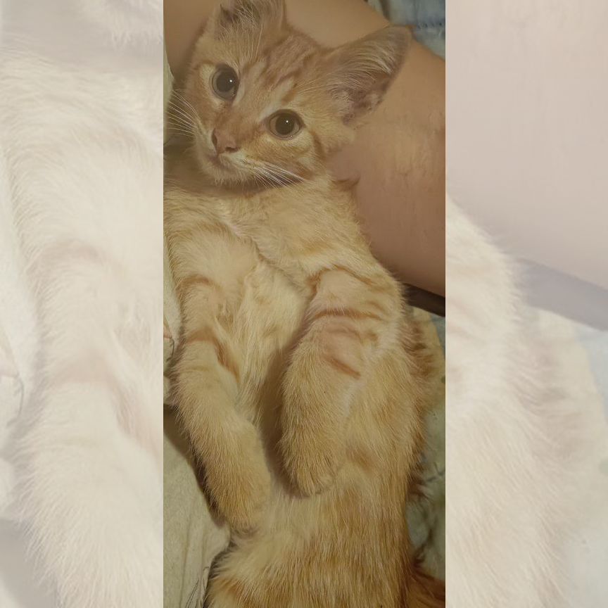 Котёнок в добрые руки