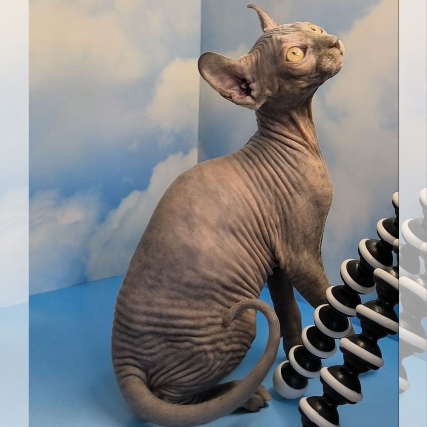 Канадский сфинкс котёнок