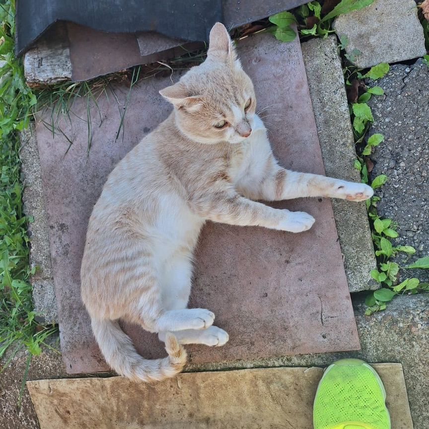 Рыжий котенок до года