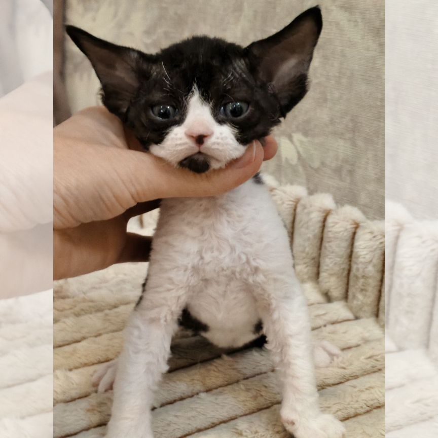 Девон-рекс котёнок