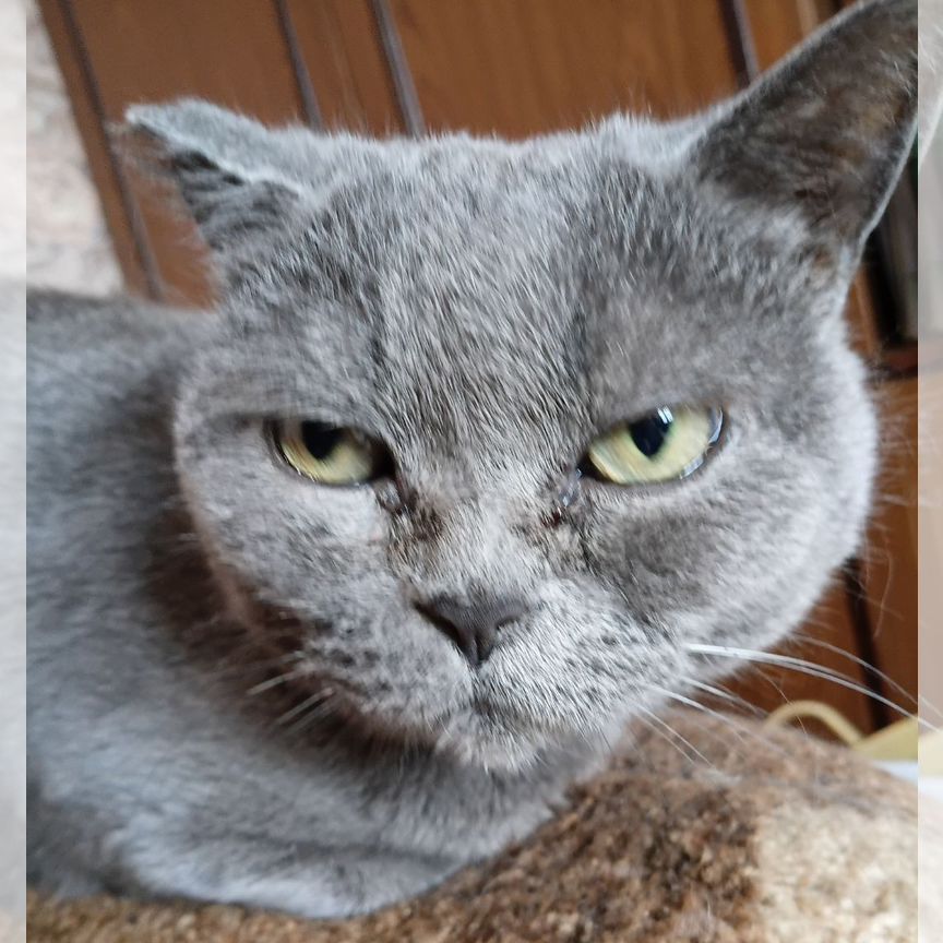 Британская короткошёрстная, взрослая кошка