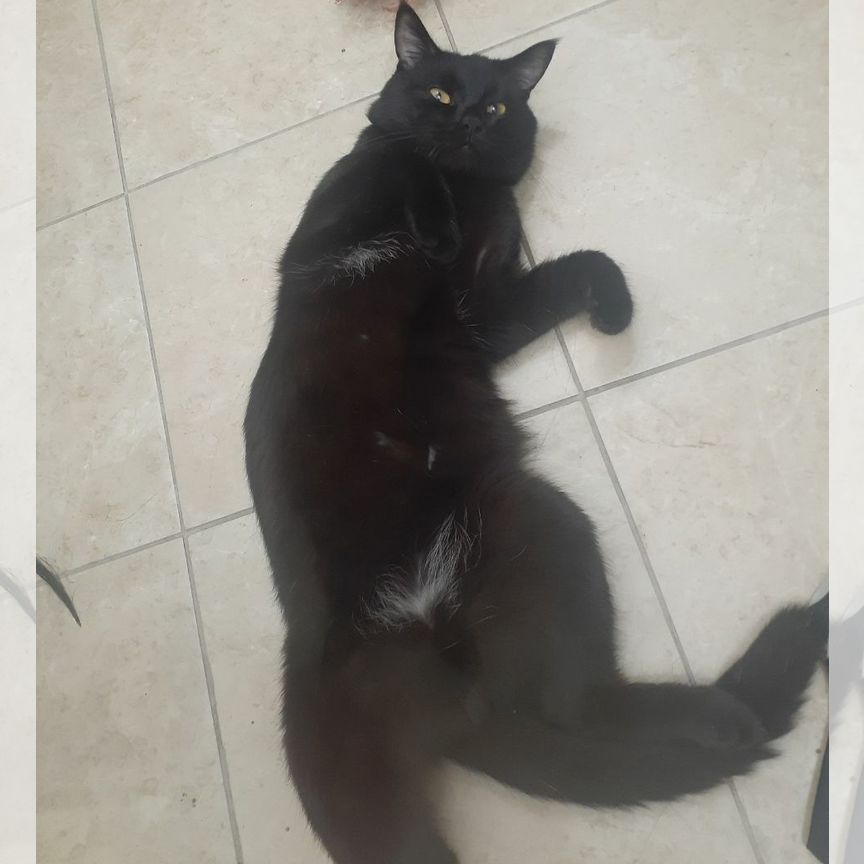 Черный котенок