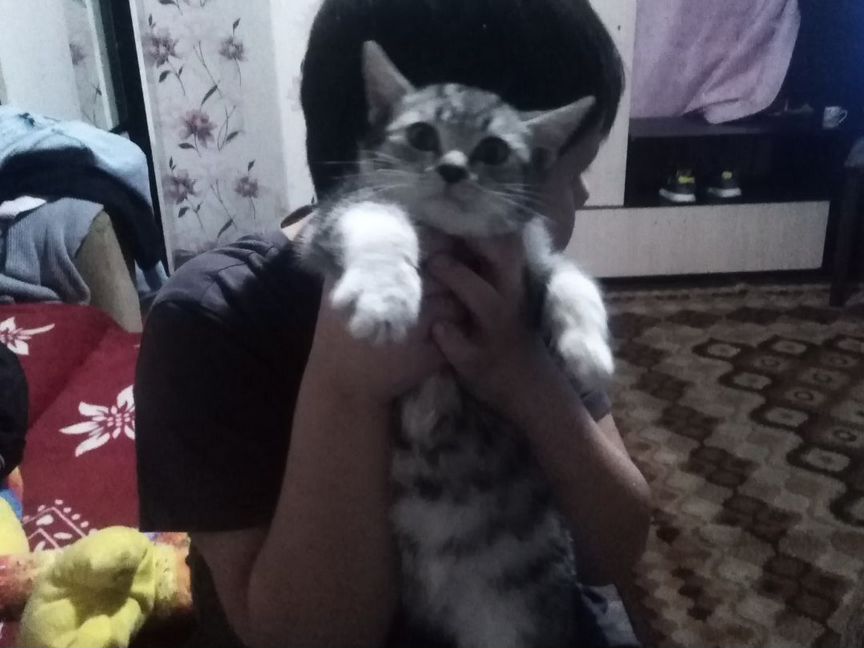 Кошечка