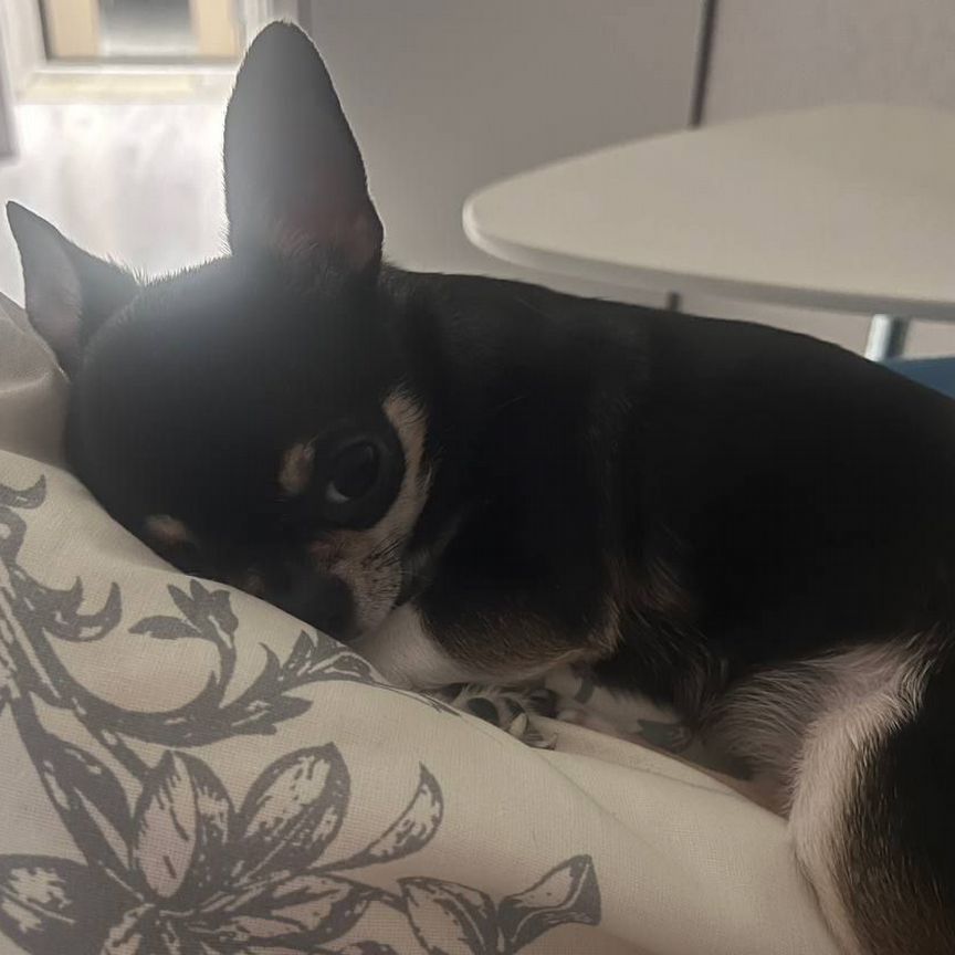 Чихуахуа, взрослая собака