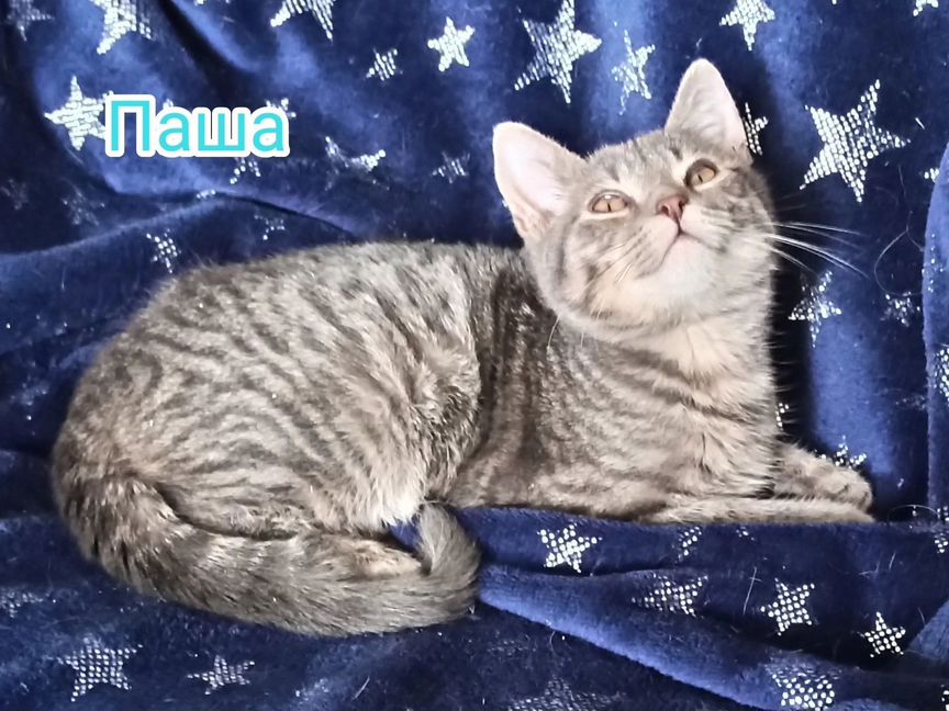 Маша, Даша и Паша ищут дом