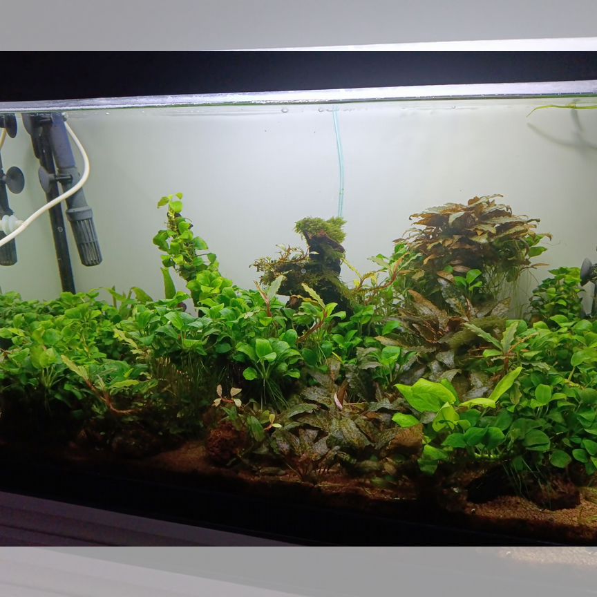 Аквариумные растения анубиас на коряге