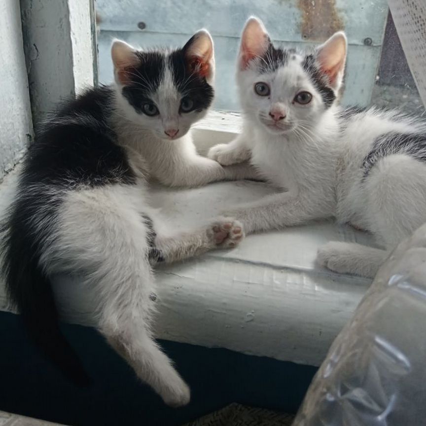 Котята