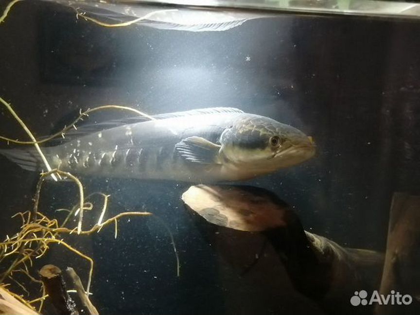 Змееголовы