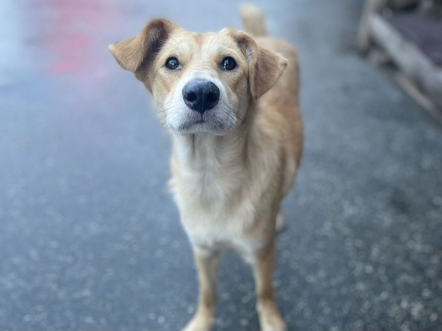 Собака в добрые руки отдам бесплатно