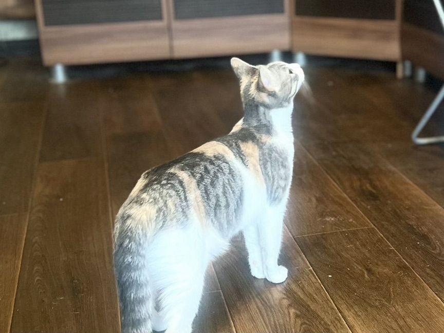 Булочка ищет дом